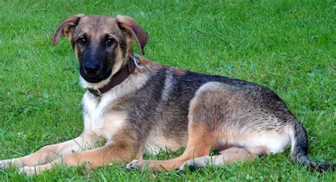 Official State Dogs Of The Us The 2025 List Aol