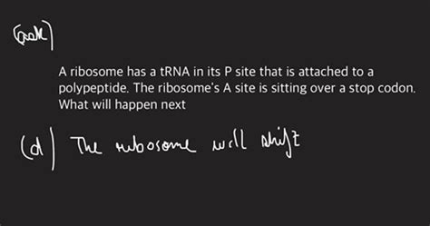 Solved In Termination Of Translation One Of The Three Stop Codons Enters The A Site No Trna
