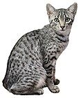 List Of Cat Breeds Wikipedia