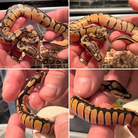 Another Door Opens In Our Tornado Project Ball Pythons Morphmarket Reptile Community