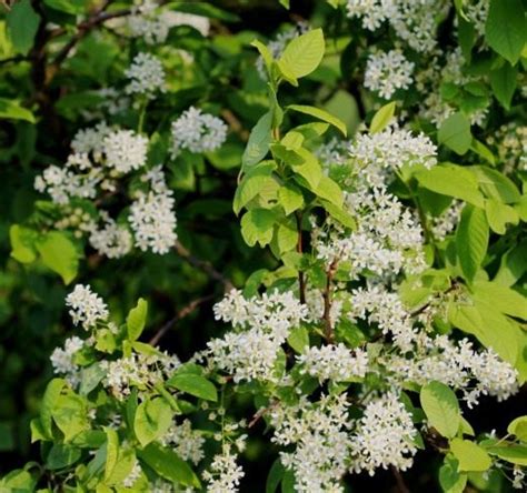 Черемуха. Уход, выращивание, размножение. Декоративно-цветущие. Садовые ...