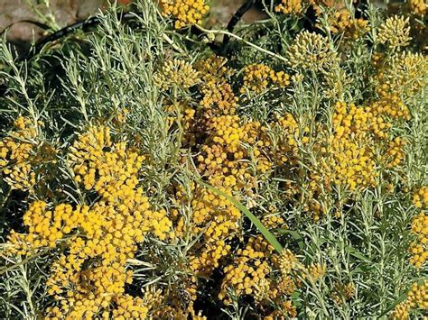 Helichrysum Curry Dwarf Herb Angustifoliums Outdoors And Indoors Live Plant 4 Pot Ebay In 2022
