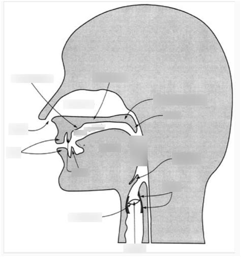 Ling 20 Ucla Diagram Quizlet