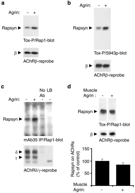 Neural Agrin Increases The Interaction Of Rapsyn With Achrs In C2 Download Scientific Diagram