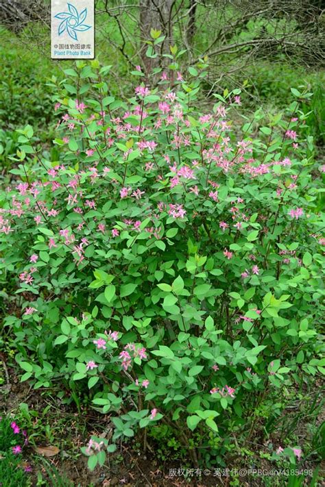 蓝叶忍冬 Lonicera korolkowii Stapf 中国植物图像库