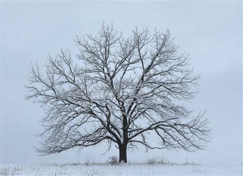 A Solitary Oak Tree Quercus Spp Stands Bare And Snow Dusted In An