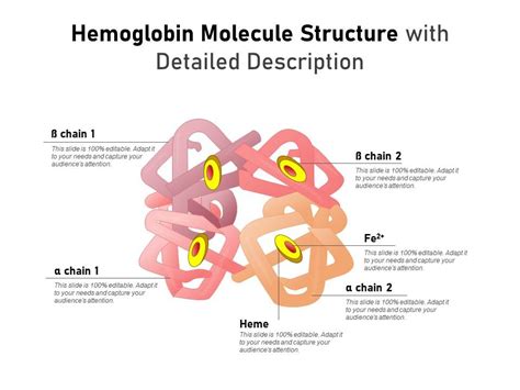 Structure Of Hemoglobin