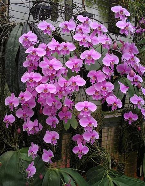 Phal. schilleriana “Summer” - Orchibias
