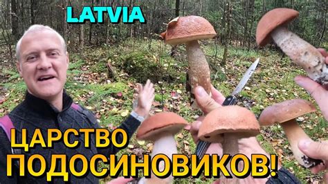 СОБИРАЕМ ГРИБЫ МНОГО ПОДОСИНОВИКОВ 05 10 2022 ЛАТВИЯ ЛЕС Youtube