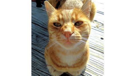 Mos Story The Cat With Moves Like Jagger