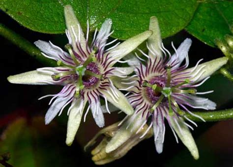 Passiflora Sexflora Goatsfoot Batwing Passion Flower 20 Seeds