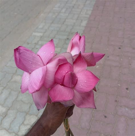 රත්න දීප