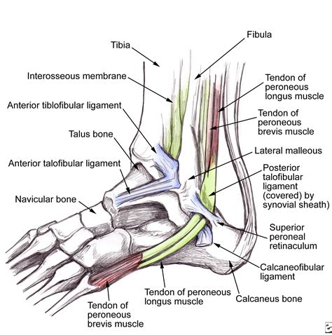 Accessory Extensor Tendon Ankle At Santos Long Blog