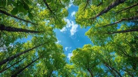 Lush Green Tree Canopy Against Blue Sky Worms Eye View 69352779 Stock