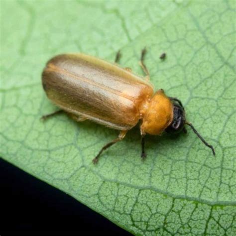 Bluaz Com Positive News Firefly Species Discovered After 90 Year