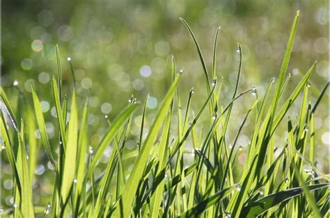 Why Does Grass Make My Skin Itch