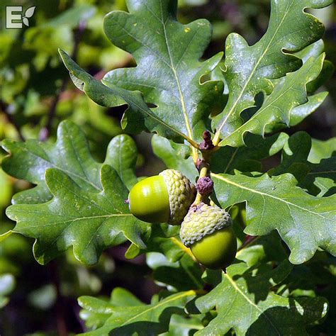 Quercus Robur E E Planta