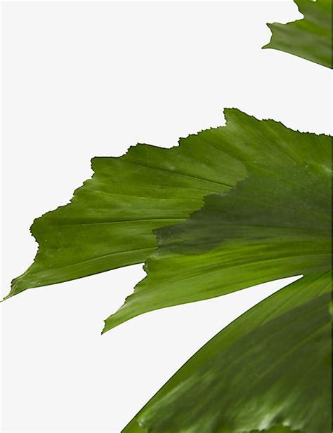 Patch Plants Indoor Plants Selfridges