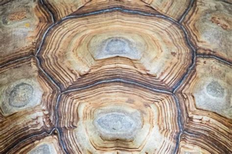 Tortoise Shell Rot How To Spot Prevent And Treat This Dangerous Con