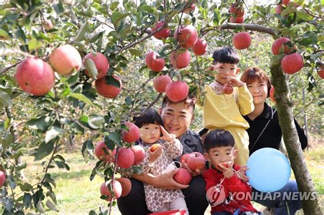 온가족이 함께 사과따기 체험해요