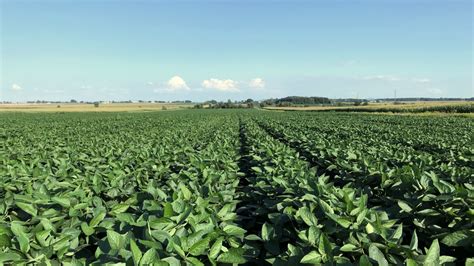 Tips For Optimizing Soybean Yield Sollio Agriculture