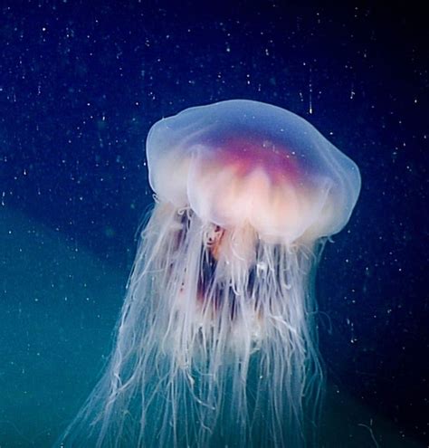 [question]해파리 메두사