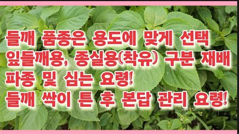 들깨 품종은 용도에 맞게 잎들깨용과 종실용기름 짜는 용 구분 재배들깨 파종 및 심는 요령들깨 싹이 튼 후 본답 관리 요령