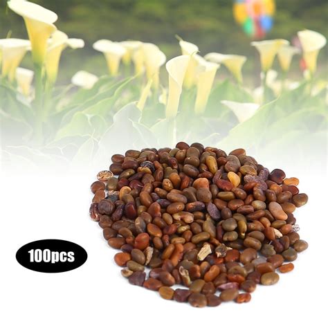 WALFRONT Pcs Colorful Calla Lily Flower Seeds Potted Plant Bonsai Home Garden Yard Decoration