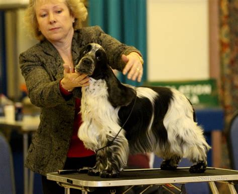 Henry 3rd At West Of England Cocker Club 27113 Beckabycockerspaniels