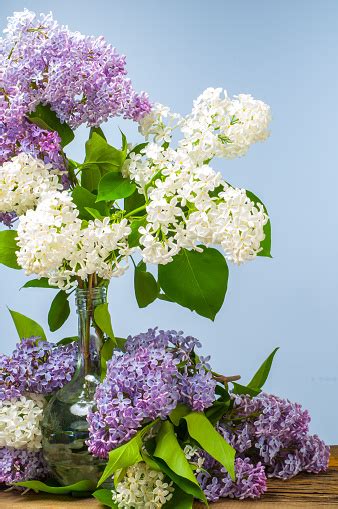 질감 패턴 배경입니다 라일락 꽃입니다 창백한 불 그 바이올렛 색상 자주색 또는 흰색 향기로운 꽃과 큰 정원 관목 Oberon에 대한 스톡 사진 및 기타 이미지 Istock