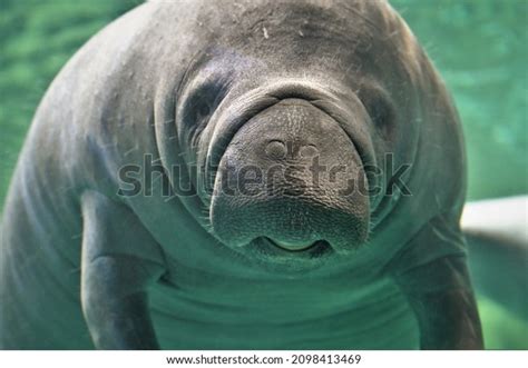 Flipper Manatee Photos Images And Pictures Shutterstock