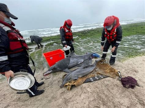 4糙齒海豚擱淺新北老梅沙灘 3海豚獲救回到大海