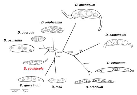 phylogram generated from maximum likelihood raxml based on