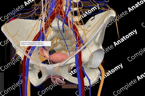 Inferior Mesenteric Plexus Complete Anatomy