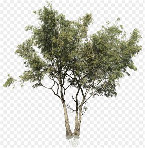 Red Multi Stem Tree PNG Transparent With Clear Background ID 180390 TOPpng