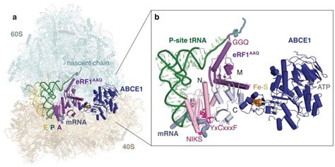 Structural Basis For Stop Codon Recognition In Eukaryotes Pmc