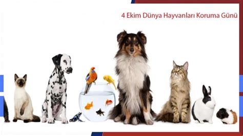 4 Ekim Dünya Hayvanları Koruma Günü Özcan Sabancı Kız Mesleki ve