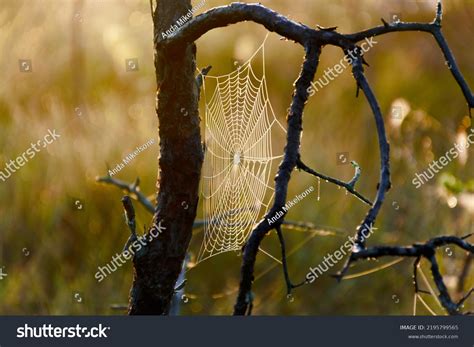 74 524 Spider Forest Images Stock Photos Vectors Shutterstock