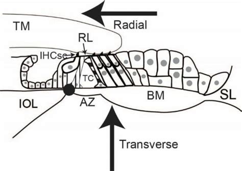 Illustration Not To Scale Of A Cross Section Of The Cochlear