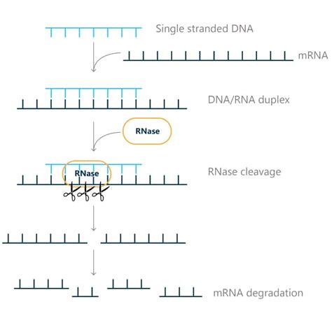 Rnase Testing Boston Bioproducts
