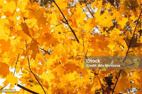 노란 단풍 나무 클로즈업의 아름다운 단풍 가을 풍경 배경입니다 금 단풍 나무와 가을 추상적 인 배경입니다 디자인에 대 한 가을