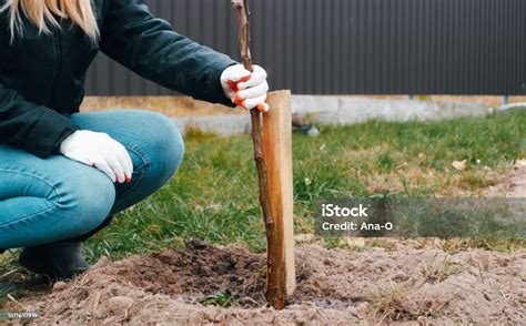 원예 활동 사람들 나무를 심는 자원 봉사자 소녀는 정원에 과일 나무를 심고 삽으로 손을 잡고 땅 자연 환경 및 생태 개념을