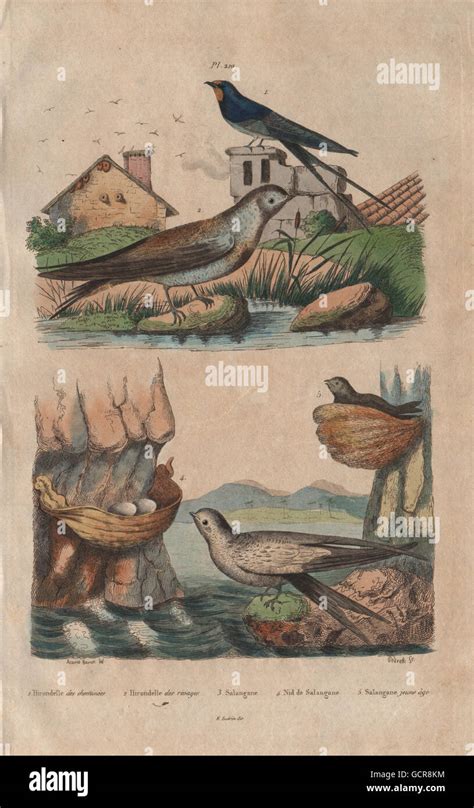 Chimney Swift Nest High Resolution Stock Photography And Images Alamy