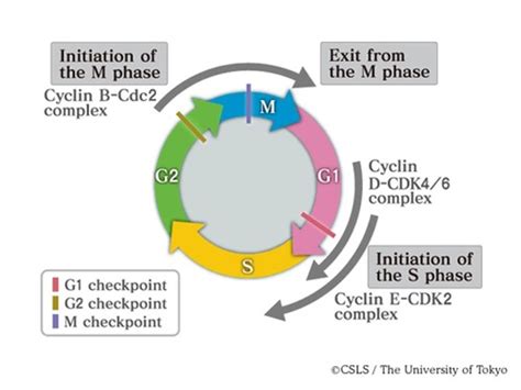 Targeted Cancer Therapies Kearns Part 4 Of 4 Flashcards Quizlet