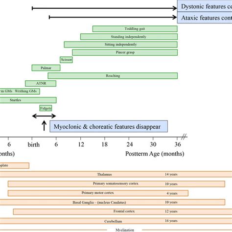 The Timeline Of Developing Motor Patterns Movement Disorder Features Download Scientific