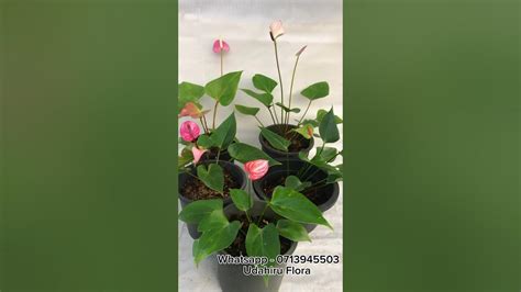 🦋මේකනම් ඔයාල ඉල්ලපුම පැකේජ් එකක් දම් පාටට ආස ඔයාලට දම් පාට වටිනම