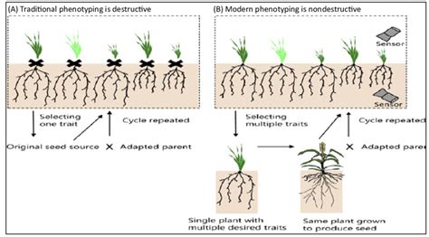 Traditional Phenotyping Vs Modern Phenotyping Source Saoirse Et Al Download Scientific