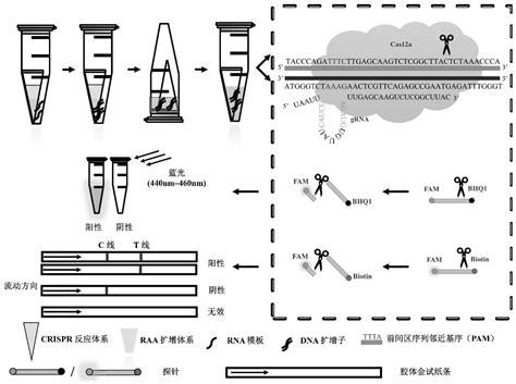 PEAV的RAA CRISPR Cas12a检测组合物反应装置试纸条及试剂盒