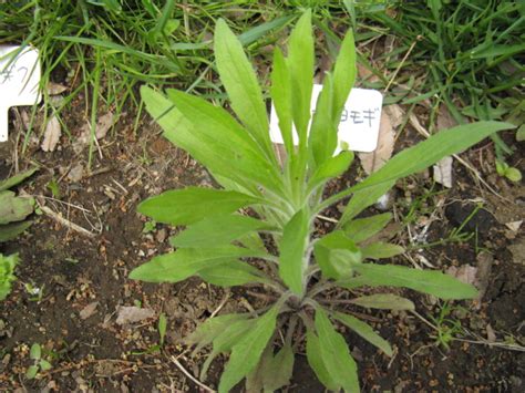 植物編のキク科のヒメムカシヨモギ