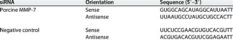 Sirna Sequences Used For Rna Interference Download Scientific Diagram